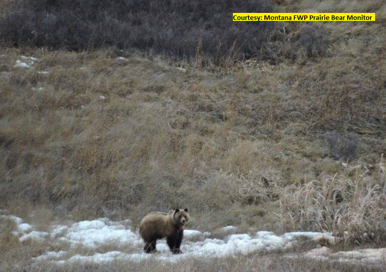 Grizzly bear spotted near I-15 south of Shelby